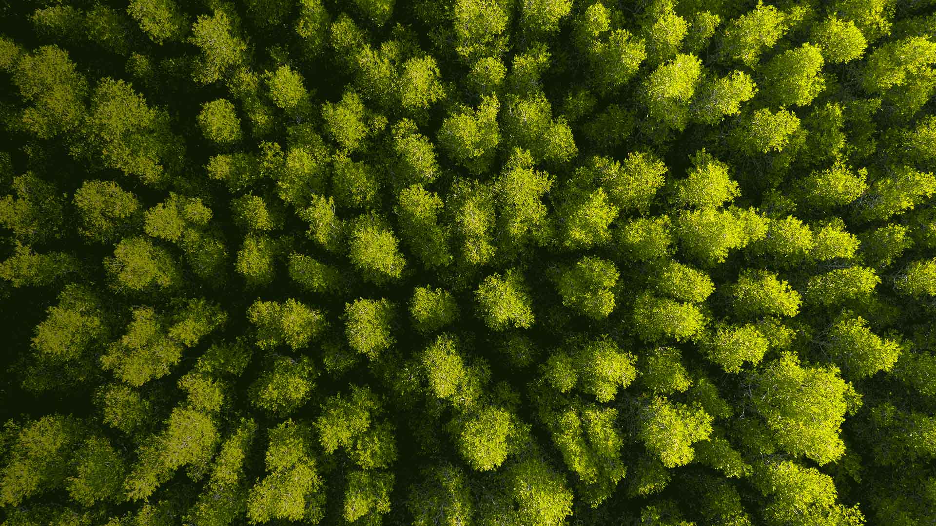 Corporate Social Responsibility - Stragen